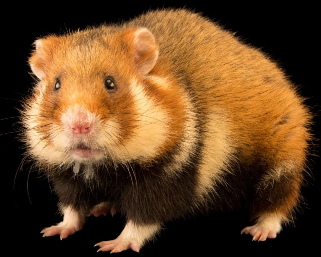 European Hamster | Zoo tycoon movie Wikia | Fandom