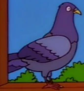 Rock Dove | Zoo tycoon movie Wikia | Fandom