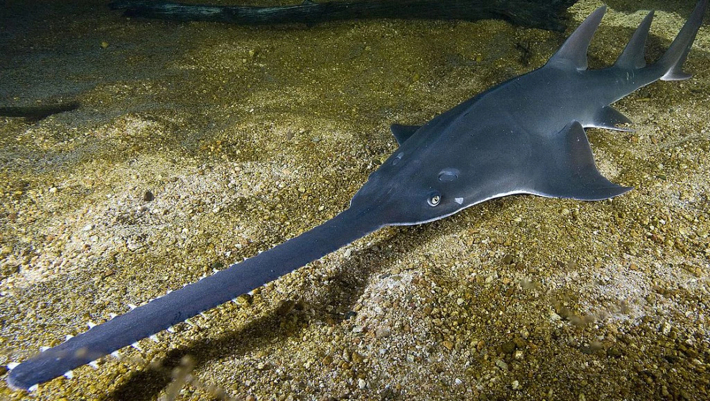 Largetooth Sawfish | Zoo tycoon movie Wikia | Fandom