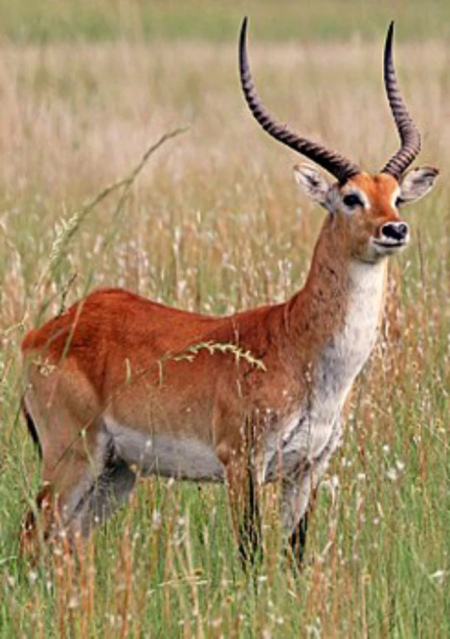 Red Lechwe | Zoo tycoon movie Wikia | Fandom