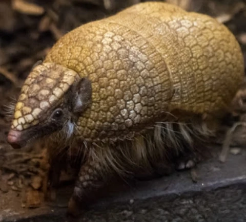 Southern Three-banded Armadillo | Zoo tycoon movie Wikia | Fandom