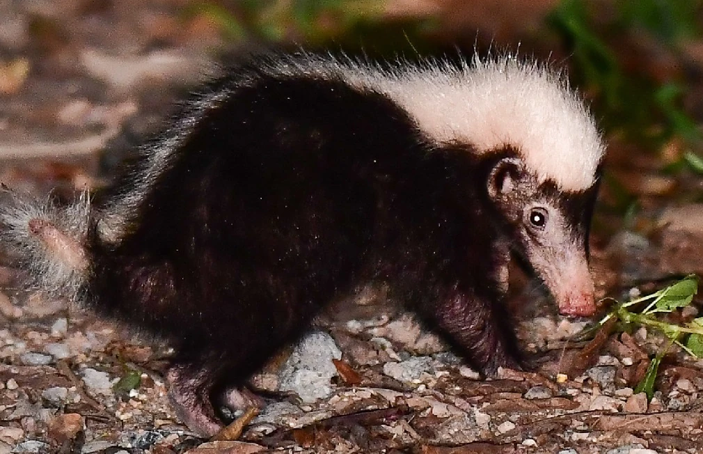 Sunda Stink Badger | Zoo tycoon movie Wikia | Fandom