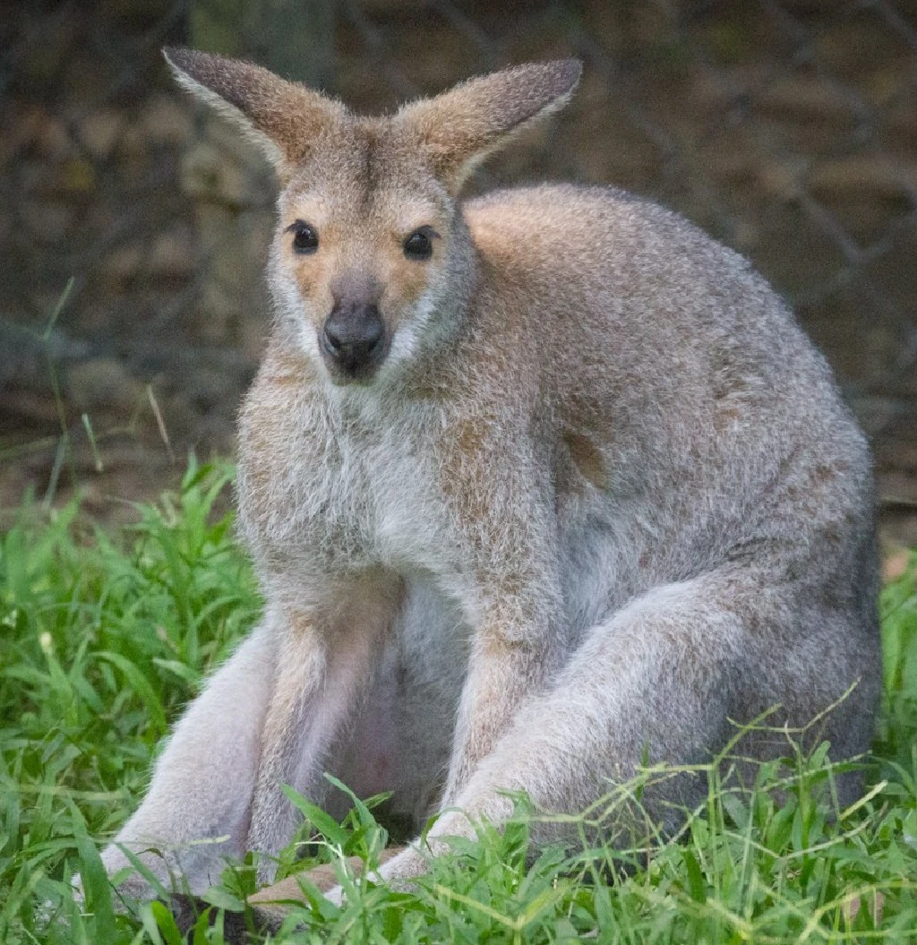 Red-necked Wallaby | Zoo tycoon movie Wikia | Fandom