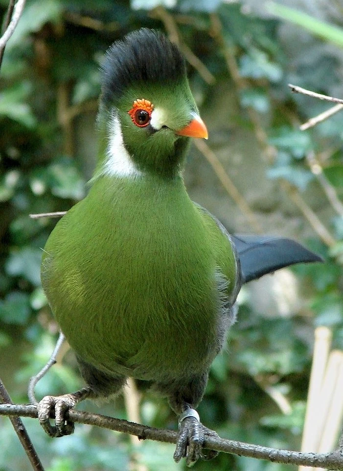 White-cheeked Turaco | Zoo tycoon movie Wikia | Fandom