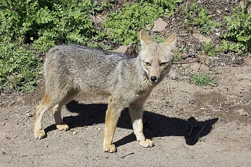 Andean Fox | Zoo tycoon movie Wikia | Fandom