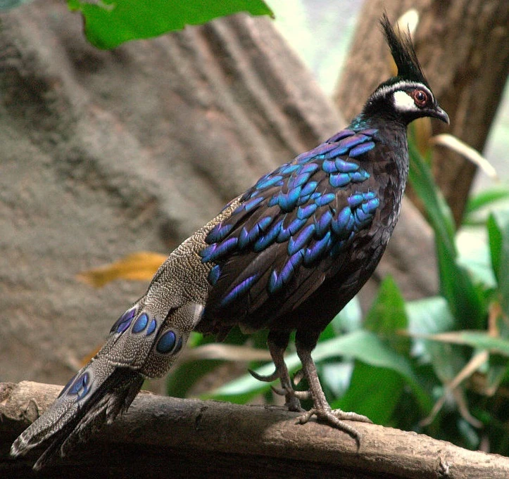 Palawan Peacock-Pheasant | Zoo tycoon movie Wikia | Fandom