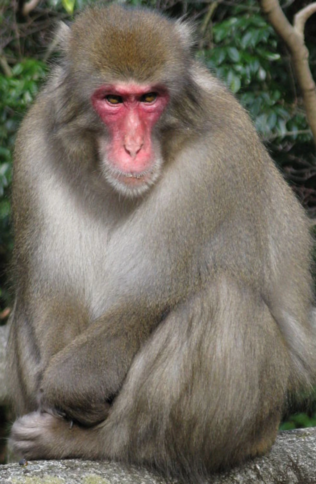 Japanese Macaque | Zoo tycoon movie Wikia | Fandom