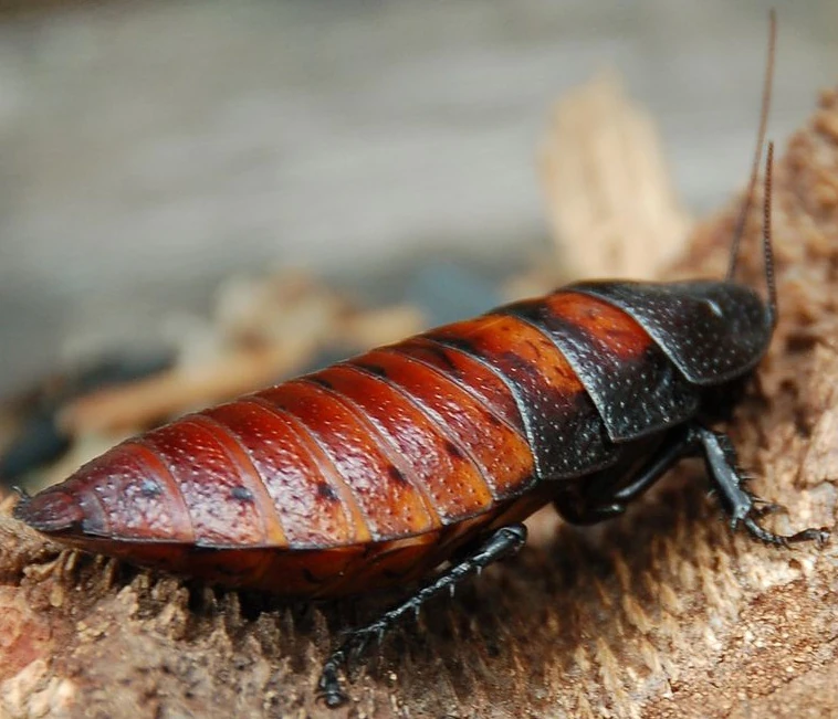 Madagascar Hissing Cockroach | Zoo tycoon movie Wikia | Fandom