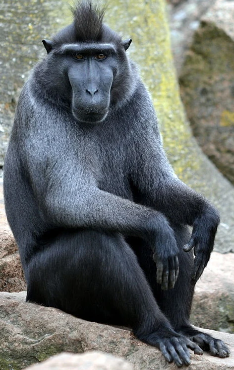 Celebes Crested Macaque | Zoo tycoon movie Wikia | Fandom