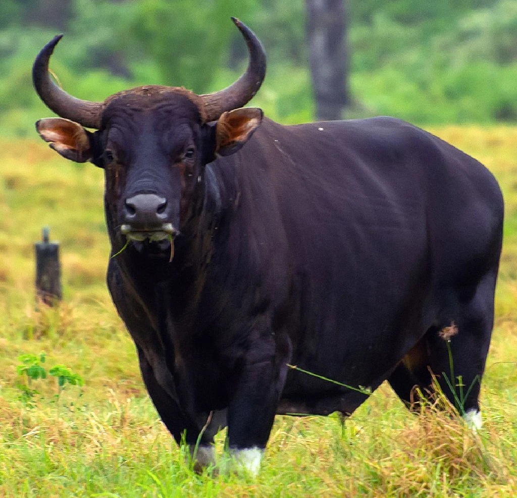 Definitive Guide To Banteng Facts Habitat Conservation Status Zoo