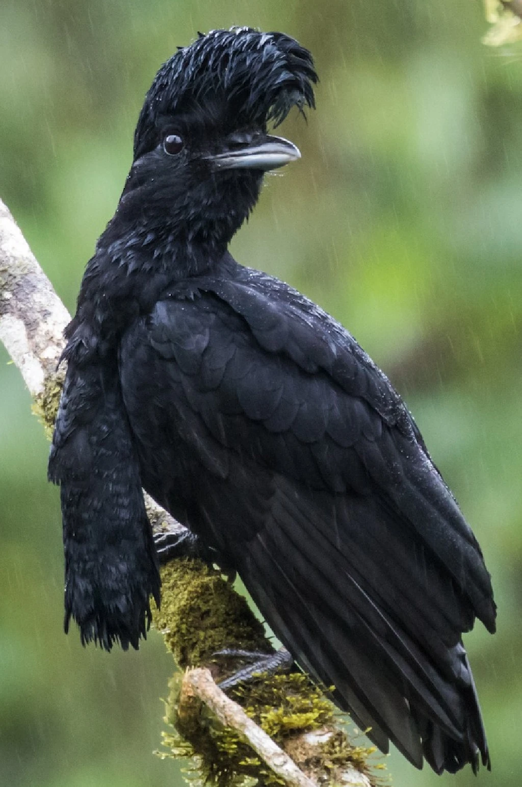 Umbrellabird