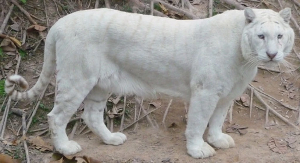 Snow White Tiger