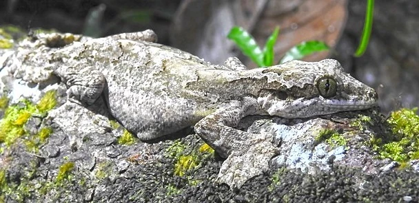 Kuhl's Flying Gecko | Zoo tycoon movie Wikia | Fandom