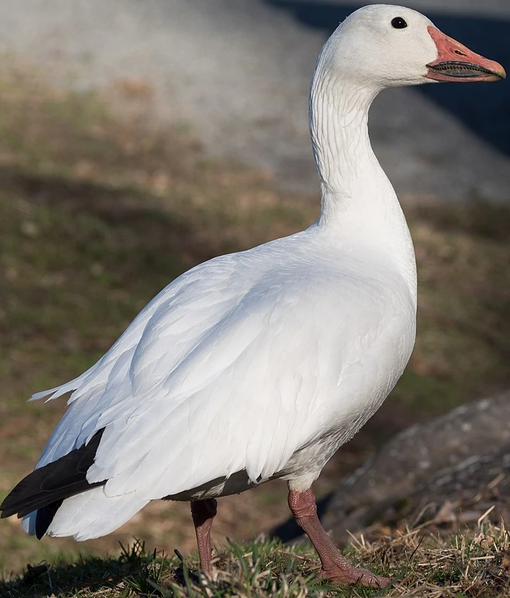 Snow Goose | Zoo tycoon movie Wikia | Fandom