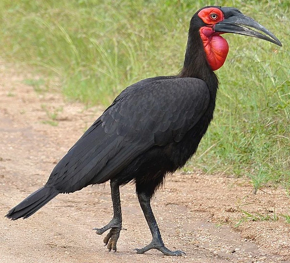 Southern Ground Hornbill | Zoo tycoon movie Wikia | Fandom