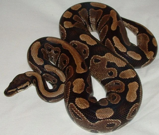 Ball Python | Zoo tycoon movie Wikia | Fandom