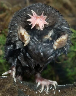 Star Nosed Mole Animal