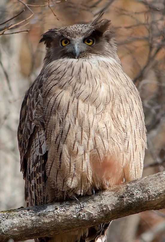 Blakiston's Fish Owl | Zoo tycoon movie Wikia | Fandom
