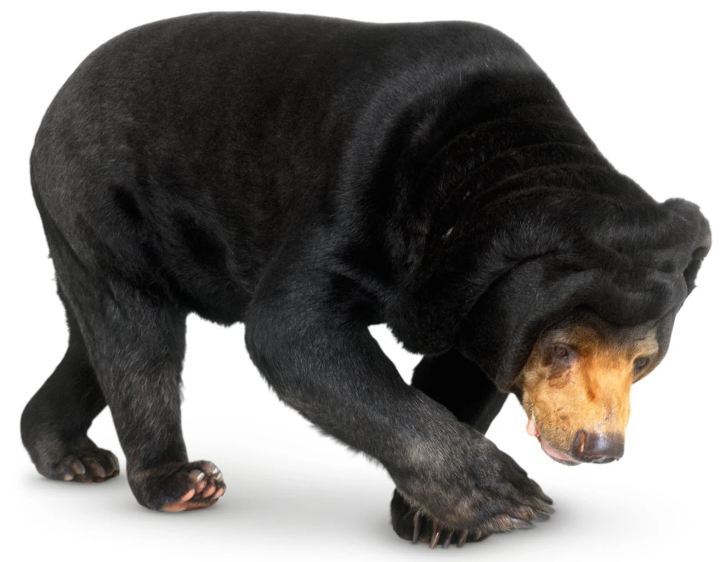 Sun Bear | Zoo tycoon movie Wikia | Fandom