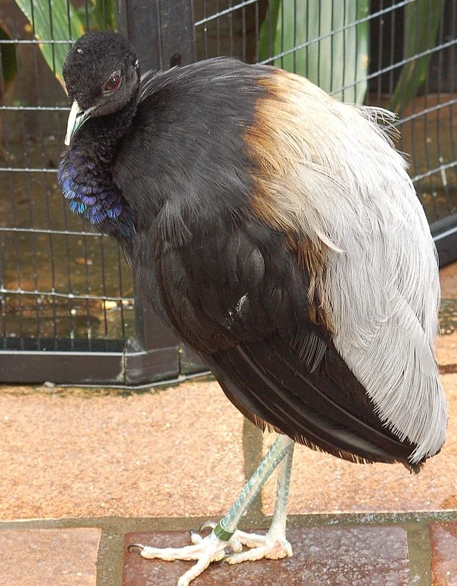 Grey-winged Trumpeter | Zoo tycoon movie Wikia | Fandom