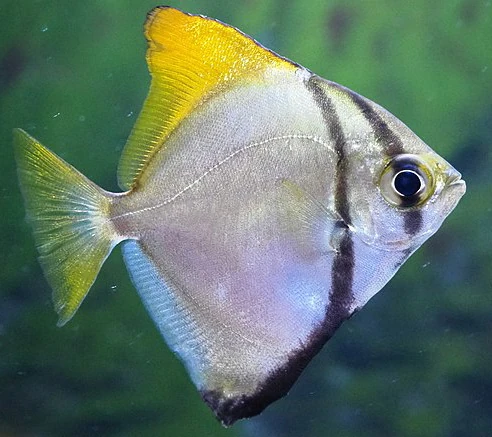 Silver Moonyfish | Zoo tycoon movie Wikia | Fandom