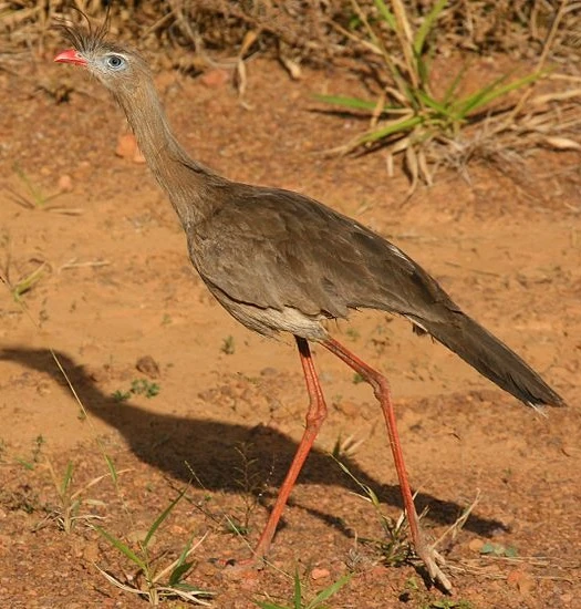 Red-legged Seriema | Zoo tycoon movie Wikia | Fandom