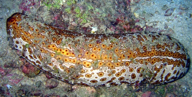 Leopard Sea Cucumber | Zoo tycoon movie Wikia | Fandom