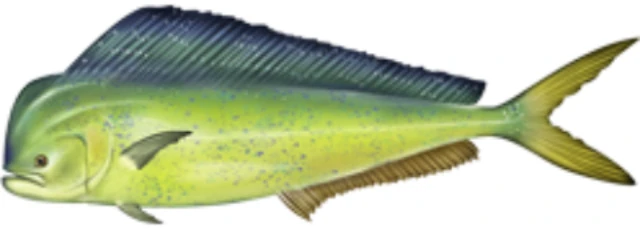 Mahi-mahi | Zoo tycoon movie Wikia | Fandom