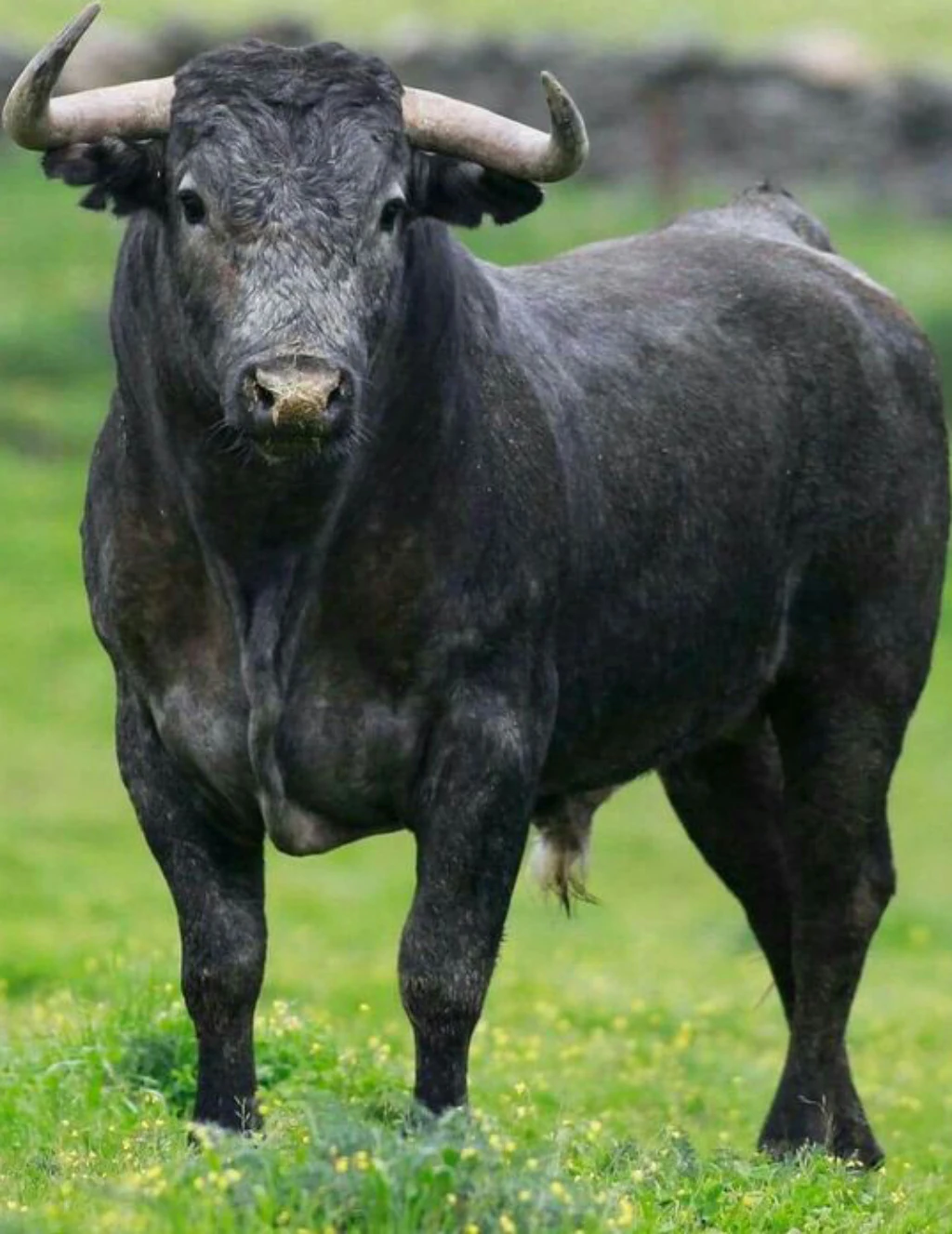 Spanish Fighting Bull Breeds