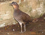 Brazilian Tinamou | Zoo tycoon movie Wikia | Fandom