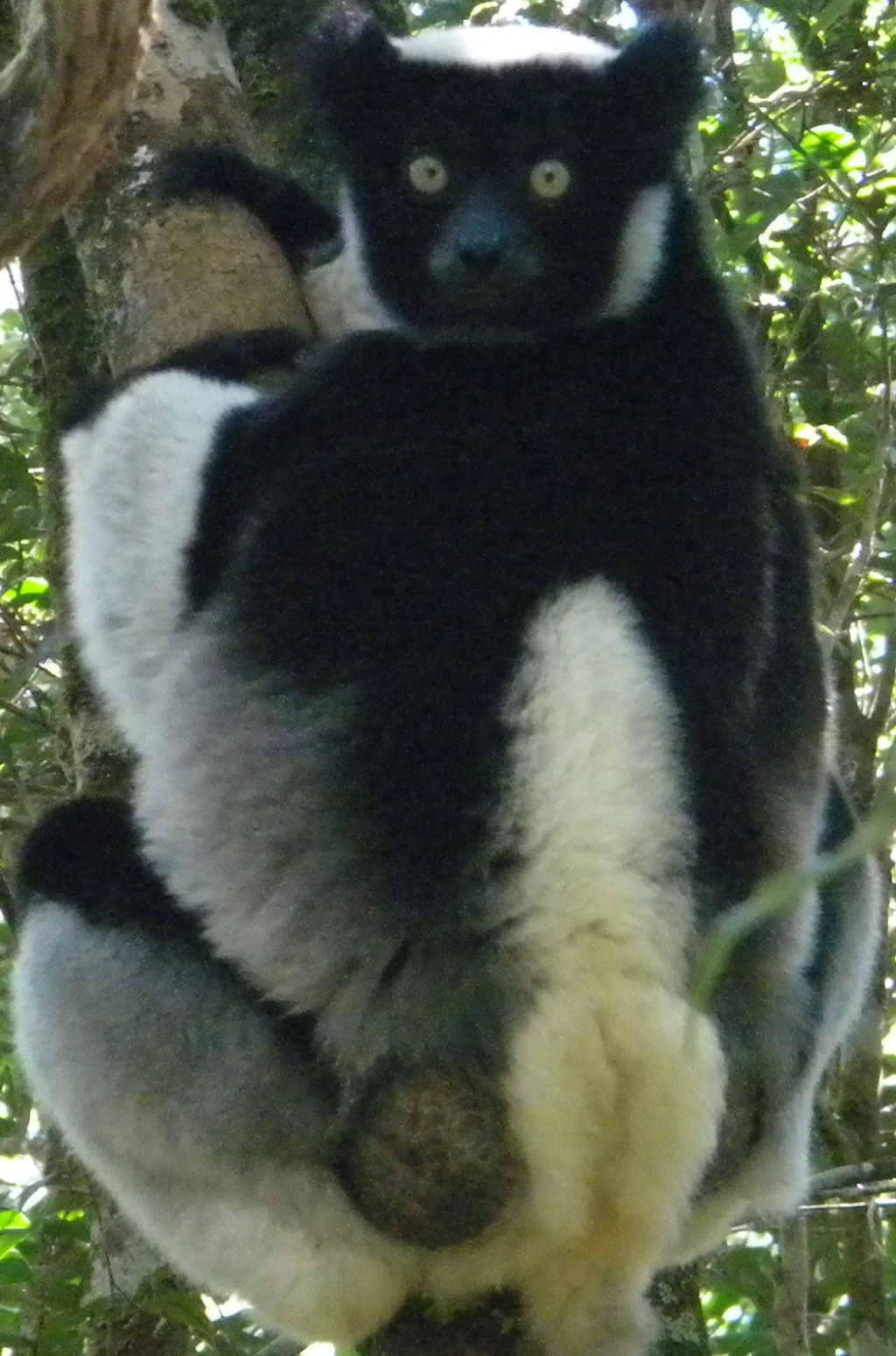 Indri | Zoo tycoon movie Wikia | Fandom