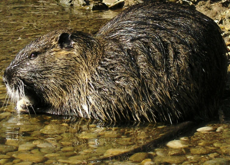 Nutria | Zoo tycoon movie Wikia | Fandom