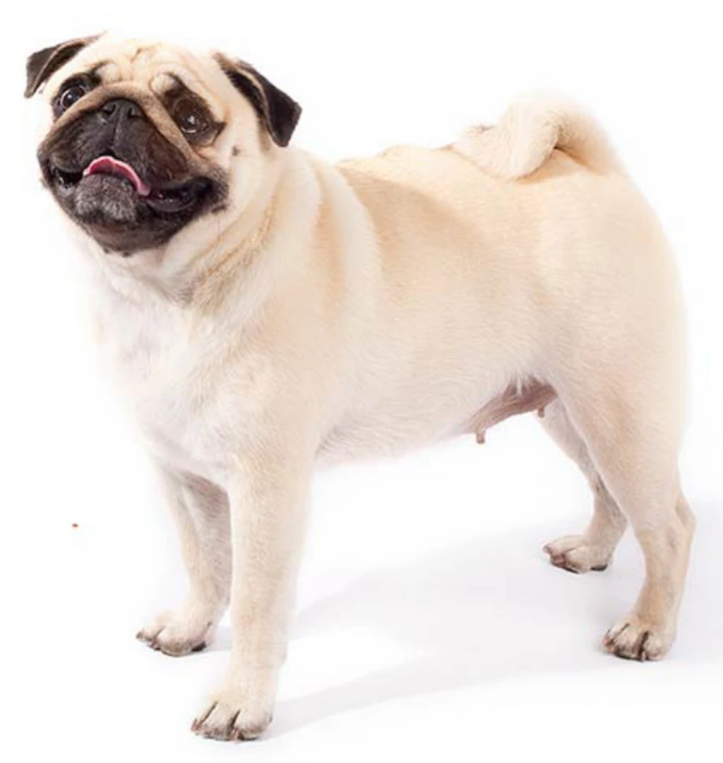 Pug | Zoo tycoon movie Wikia | Fandom