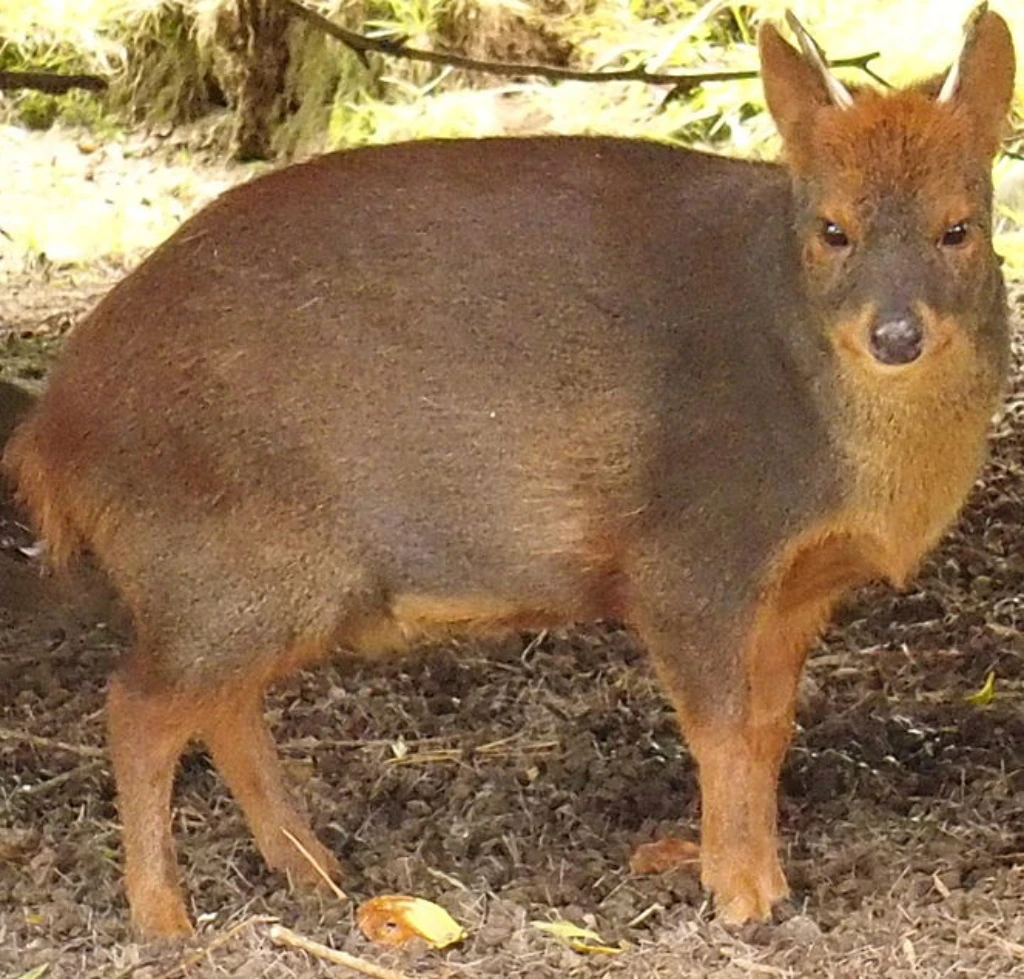 Southern Pudu | Zoo tycoon movie Wikia | Fandom
