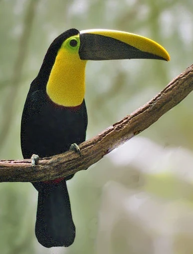 Yellow-throated Toucan | Zoo tycoon movie Wikia | Fandom