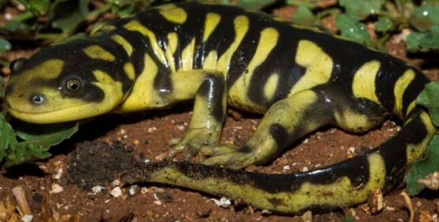 Tiger Salamander | Zoo tycoon movie Wikia | Fandom