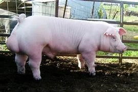 Chester White Pig | Zoo tycoon movie Wikia | Fandom