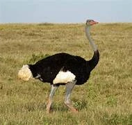 Somali Ostrich | Zoo tycoon movie Wikia | Fandom