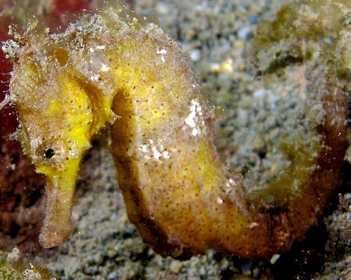 Common Seahorse | Zoo tycoon movie Wikia | Fandom