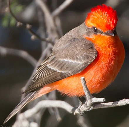 Vermilion Flycatcher | Zoo tycoon movie Wikia | Fandom