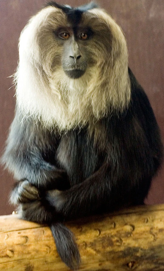 Lion-tailed Macaque | Zoo tycoon movie Wikia | Fandom