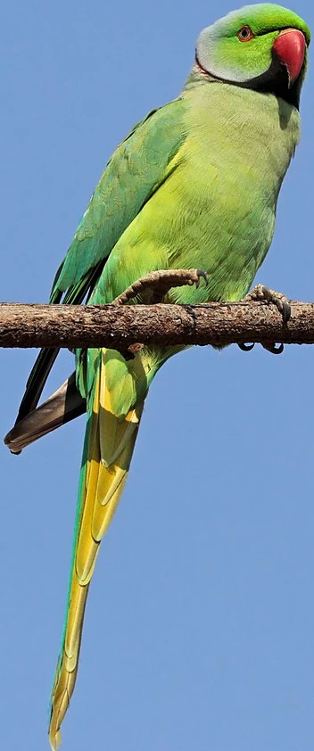 Rose-ringed Parakeet | Zoo tycoon movie Wikia | Fandom