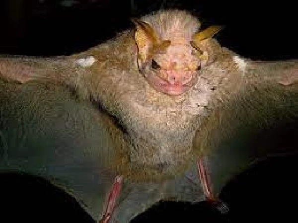 Little White-shouldered Bat | Zoo tycoon movie Wikia | Fandom