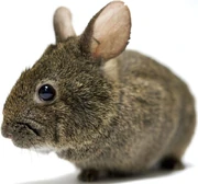 Volcano Rabbit | Zoo tycoon movie Wikia | Fandom