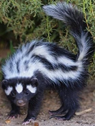Zorilla | Zoo tycoon movie Wikia | Fandom