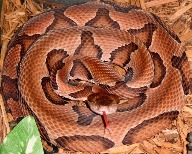 Eastern Copperhead | Zoo tycoon movie Wikia | Fandom