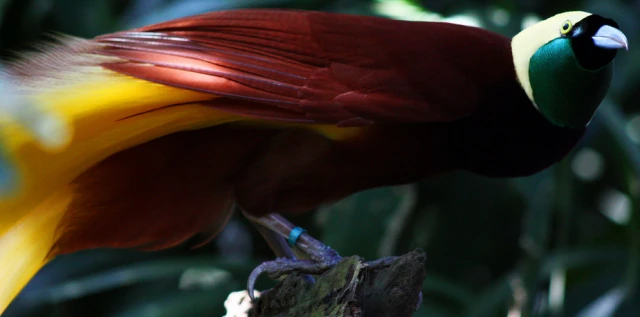 Greater Bird-of-paradise | Zoo tycoon movie Wikia | Fandom
