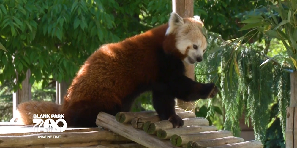 Himalayan Red Panda | Zoo tycoon movie Wikia | Fandom