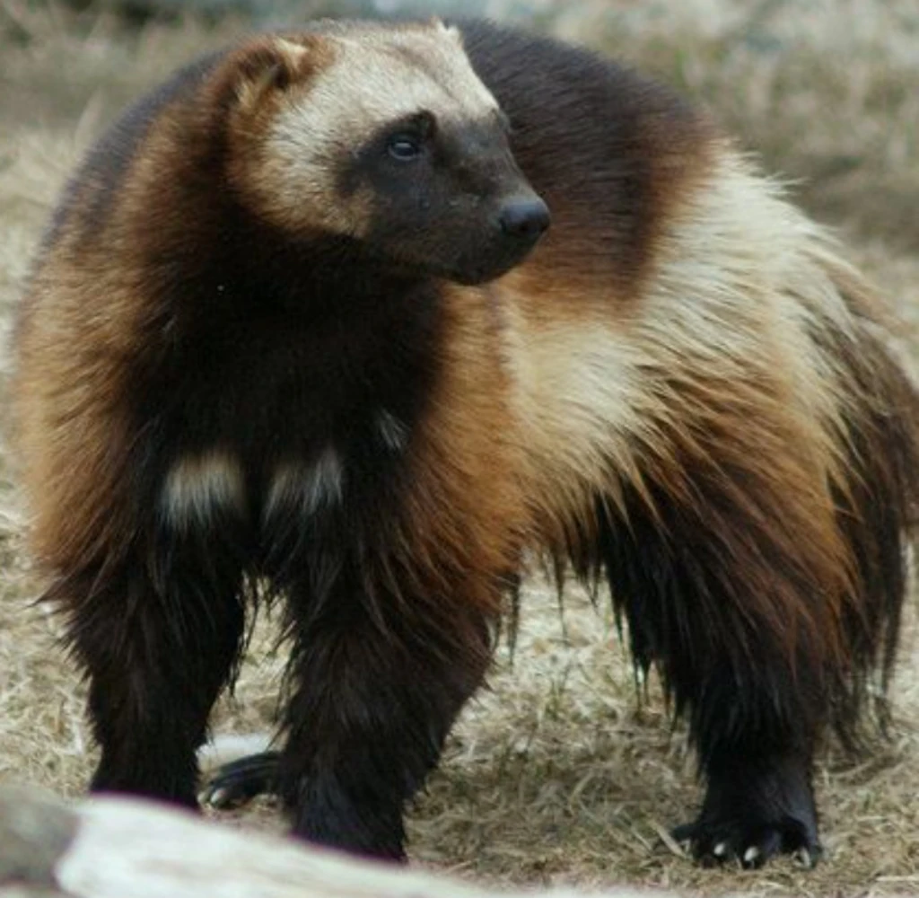 Wolverine | Zoo tycoon movie Wikia | Fandom