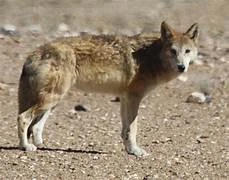 Himalayan Wolf | Zoo tycoon movie Wikia | Fandom